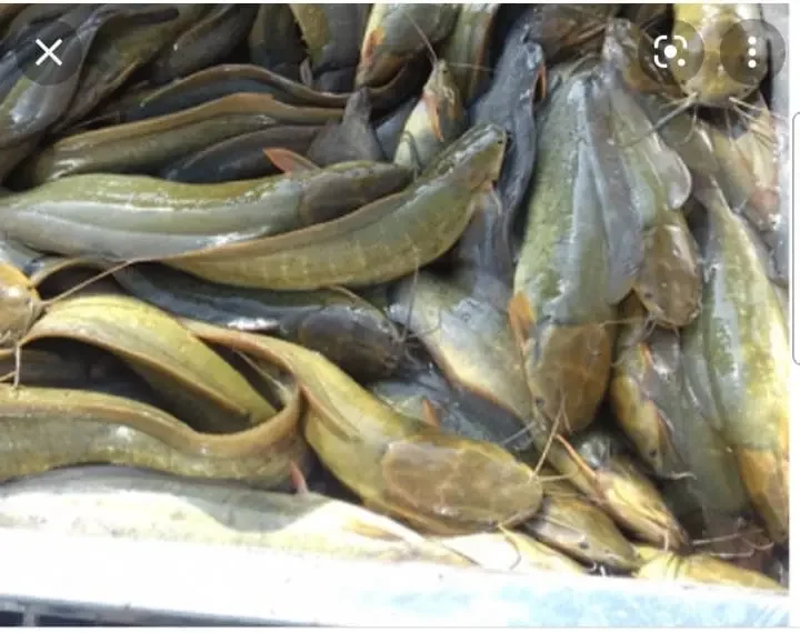 FROZEN YELLOW CATFISH FROM VIETNAM WHOLESALE CHEAP PRICE| Alibaba.com