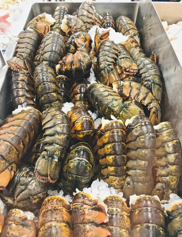 Wholesale Frozen Lobster - Fresh Live Lobsters & Tails