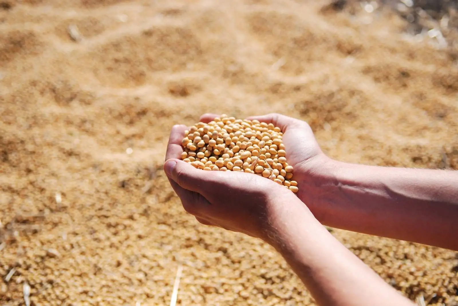 Soybean Protein Meal Powder Animal Grade For Animal Feed - Buy Soybean ...