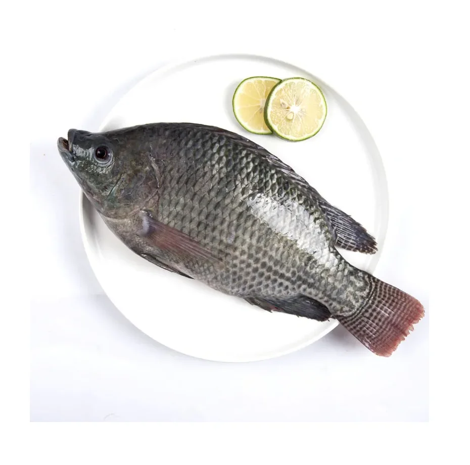 Seafood Frozen Tilapia Fish Whole Round - Buy Gutted Scaled Whole ...