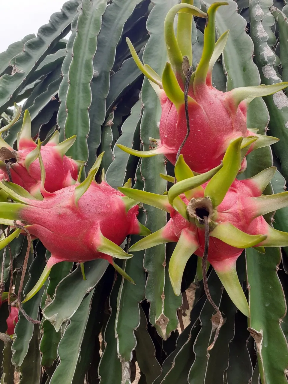 Sweet Taste Fresh Dragon Fruit From Vietnam With Standard Quality And ...