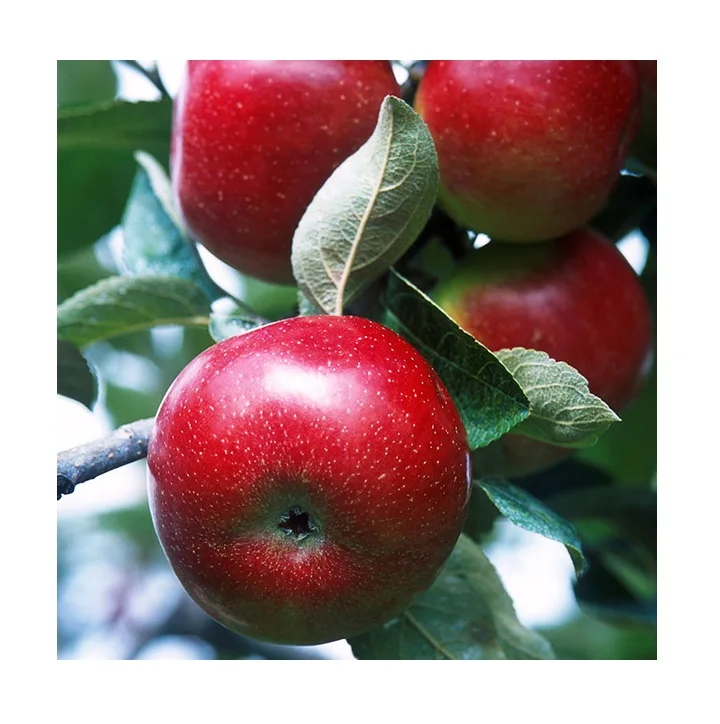 Fresh Apples Red Fuji Green Golden Delicious Apples,Royal Gala Apples ...