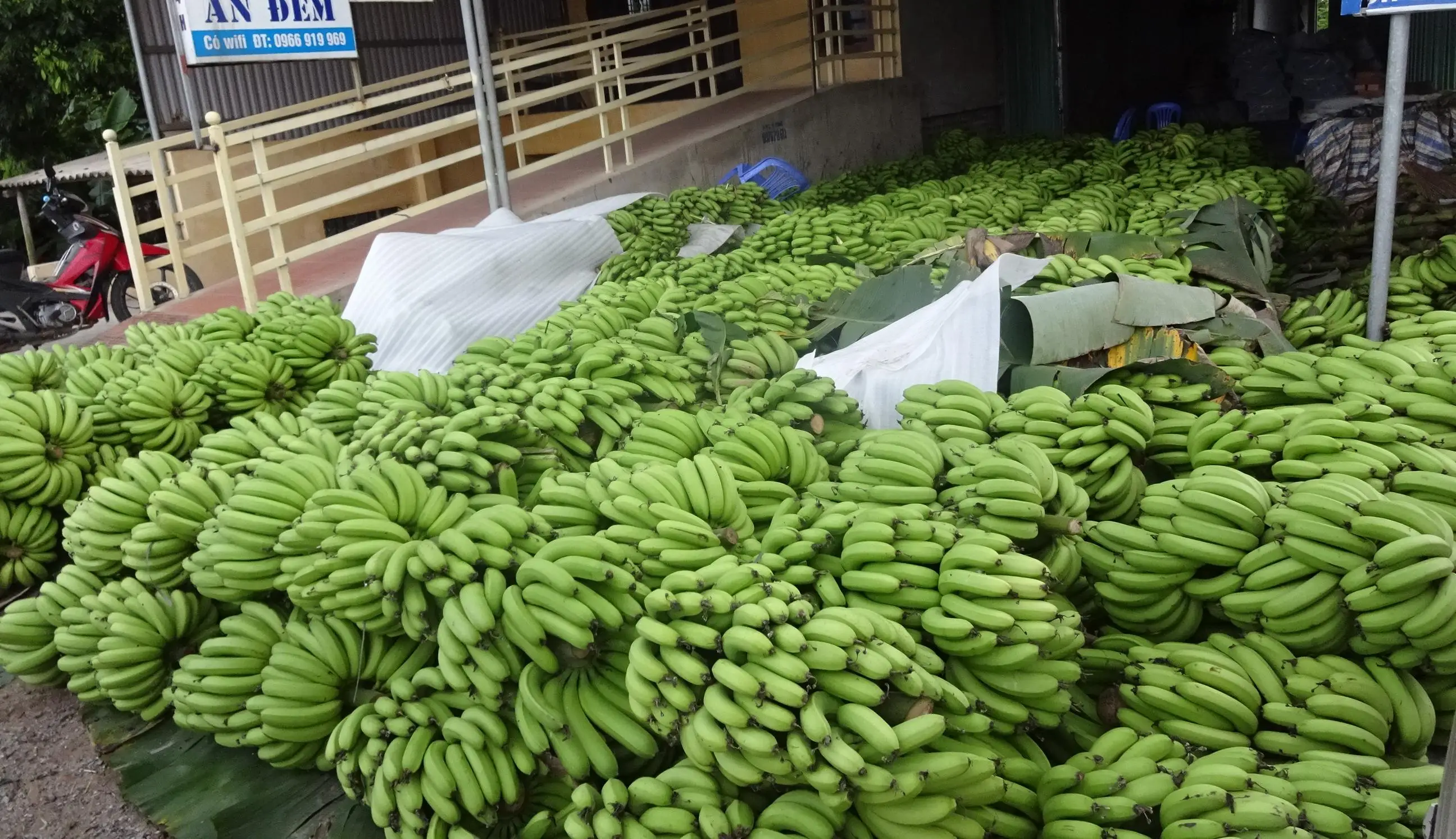 Green Cavendish Banana Fresh - Fresh Banana - Good Quality Fresh Fruit ...