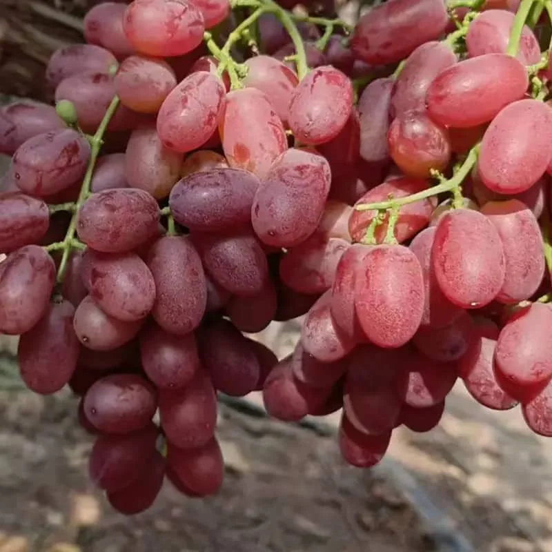 Fresh Red Crimson Grape Green Export Quality From South Africa Hot ...