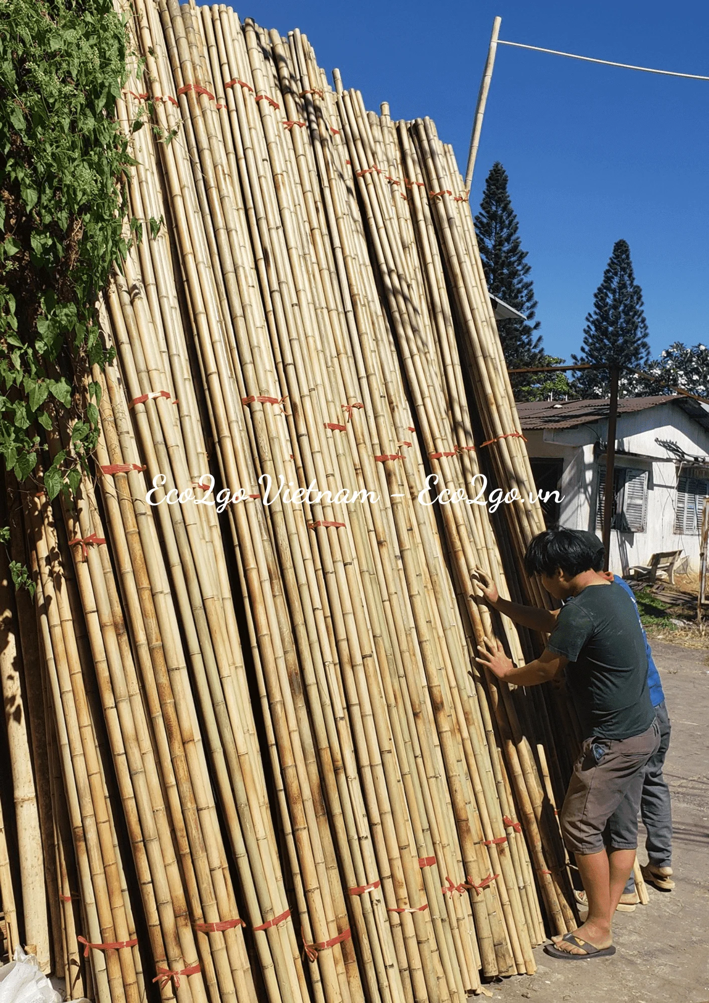 100% Biodegradable Bamboo Poles for Construction & Support