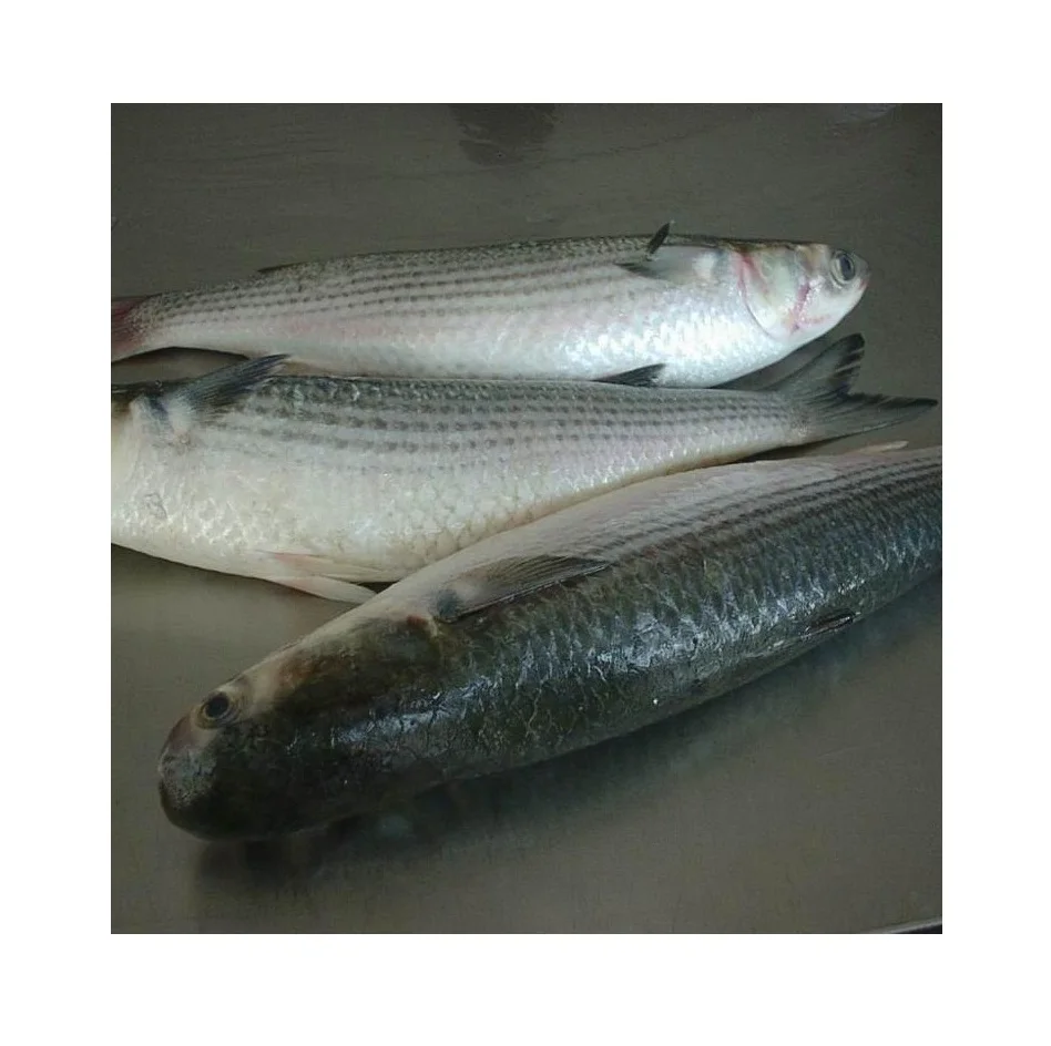 Original Frozen Grey Mullet Fish At Cheap Wholesale Price - Buy High ...