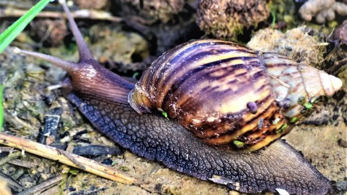 High Quality Fresh Frozen Snail Meat Dried African Land Snails Meat For ...