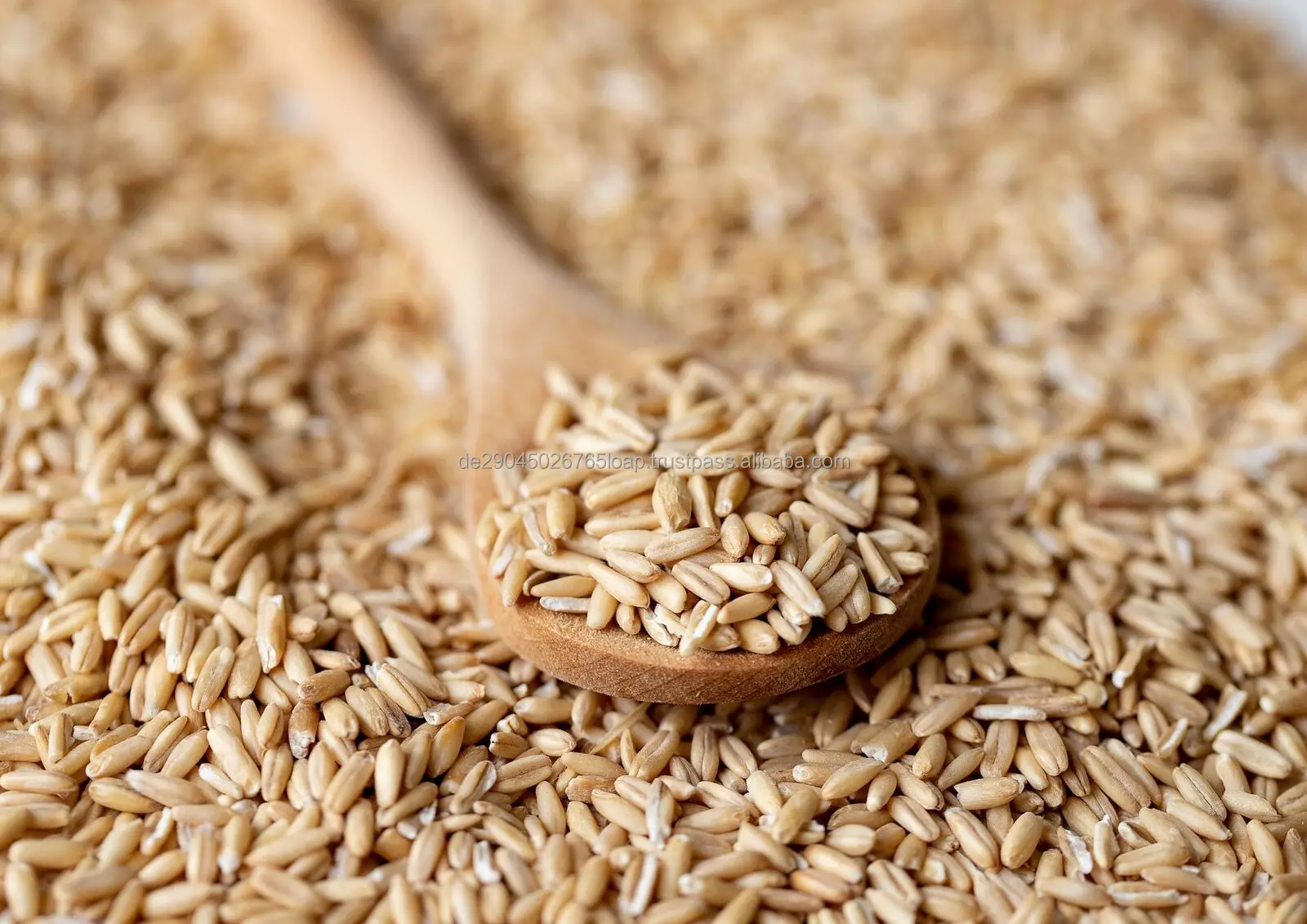 Oat Groats Uncrushed,Obtained From Oats That Have Passed Steaming ...