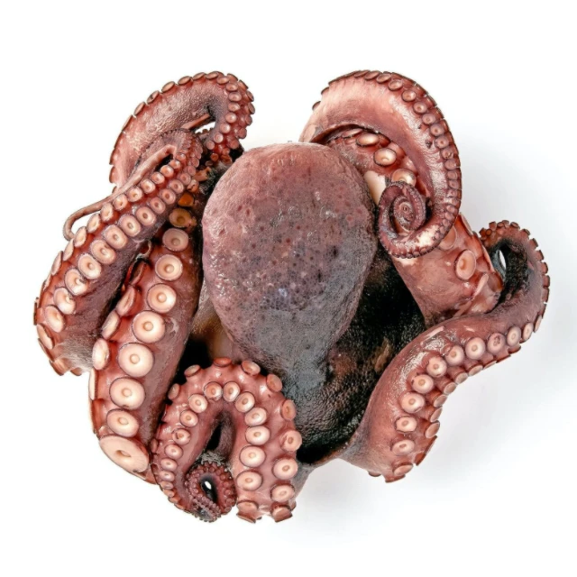 Cheap Frozen Baby Octopus/big Size Octopus With Competitive Price ...