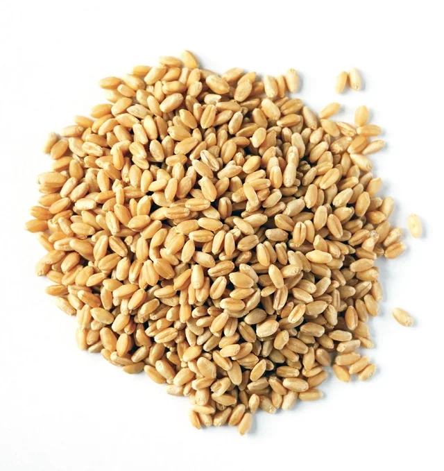 Soft And Hard Wheat Grains / Premium Quality Soft Milling Wheat - Buy ...
