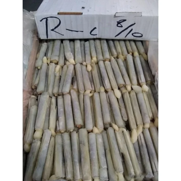 Razor Clam Ready Stock To Sale From Pk - Buy Razor Shell Clam,Razor ...