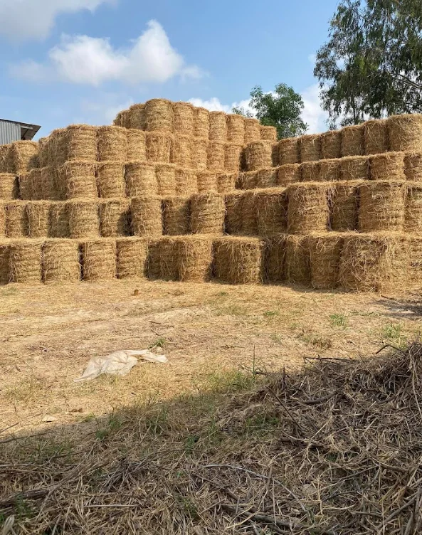 Wholesale Dried Raw Paddy Straw - Haverst Leftover Residue Paddy Rice ...