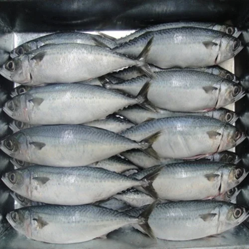 Factory Fresh Frozen Horse Mackerel Fish 400-600g Pacific Mackerel IQF ...