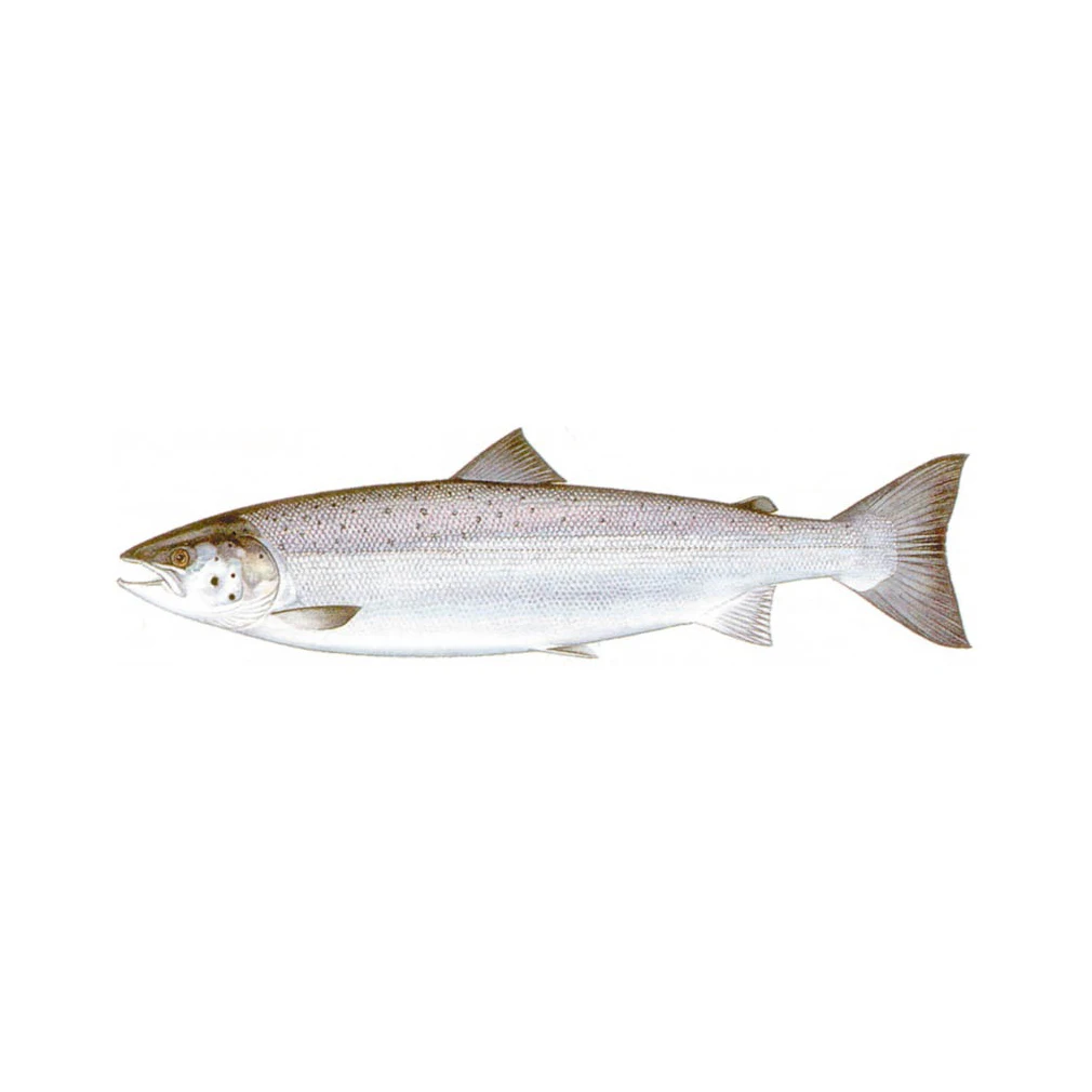 Fresh Salmon Fish - Salmon From Norway - 100% Export Quality Salmon ...