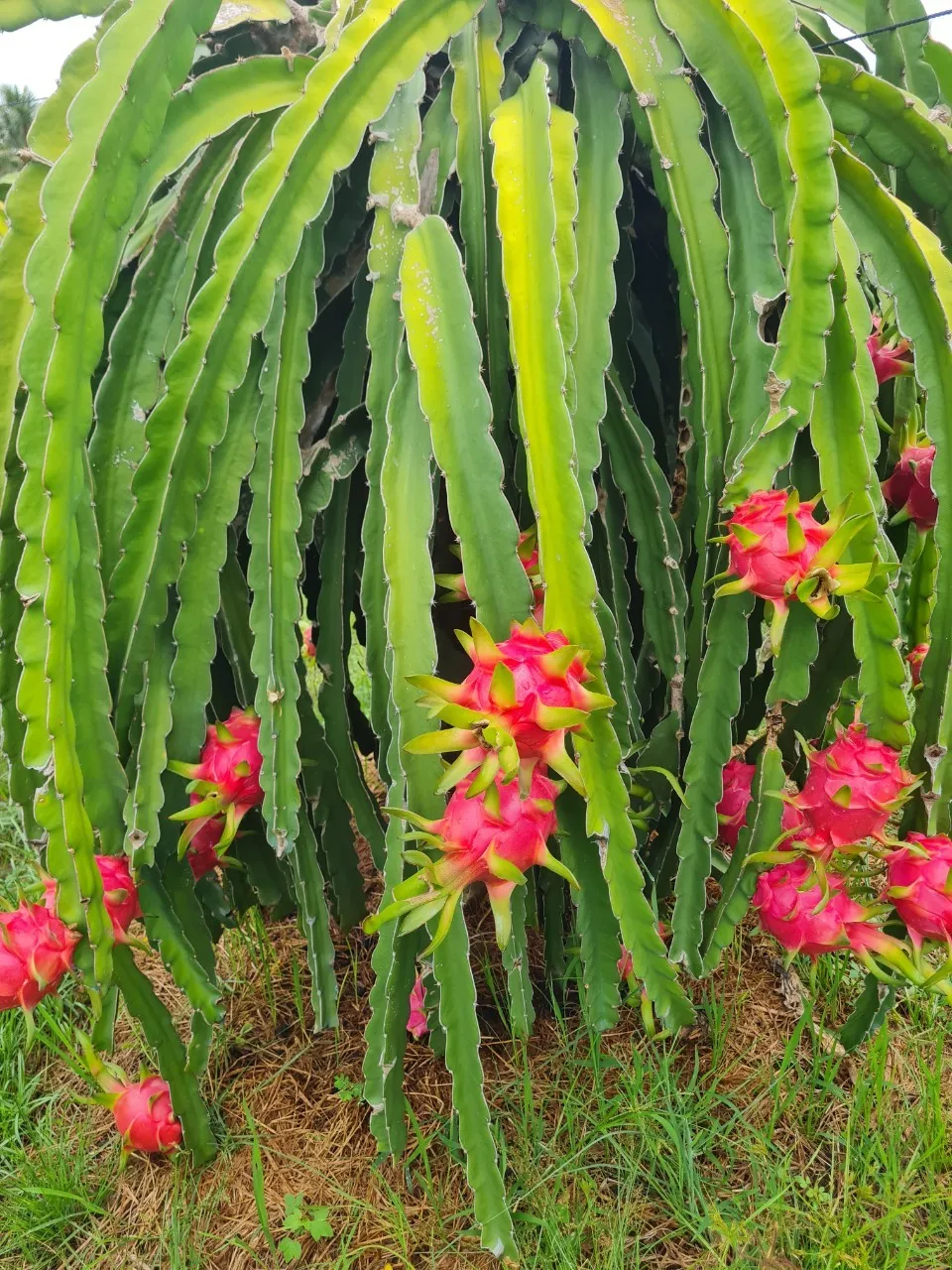 Sweet Taste Fresh Dragon Fruit From Vietnam With Standard Quality And ...