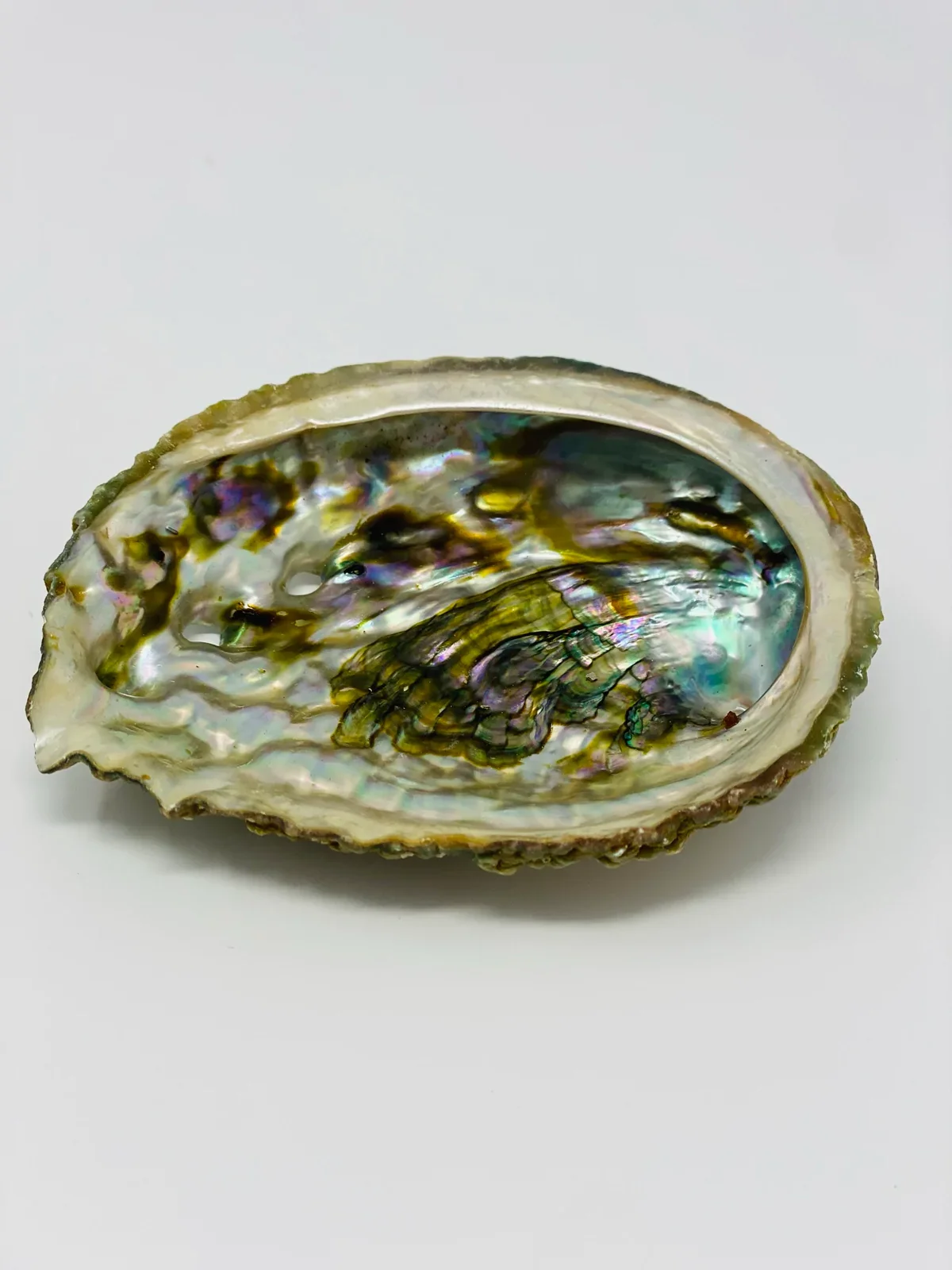 Bholi Sage Plus Premium Quality Top Grade Hot Selling Small Abalone ...