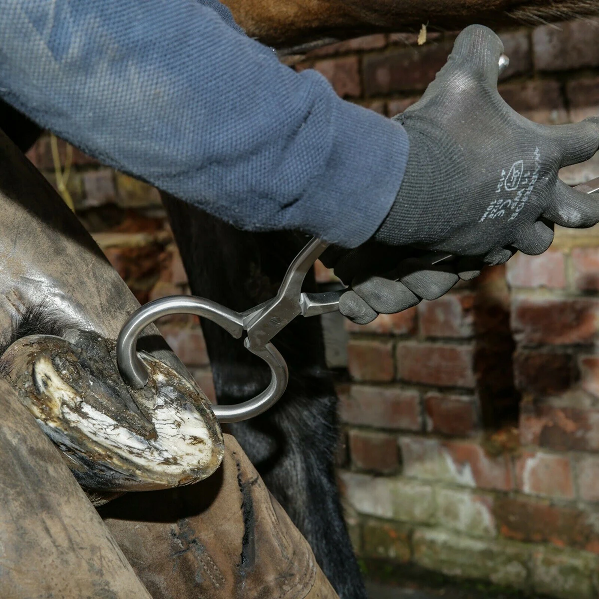 Factory Price Veterinary Hoof Care Adjustable Hoof Tester Surgical ...