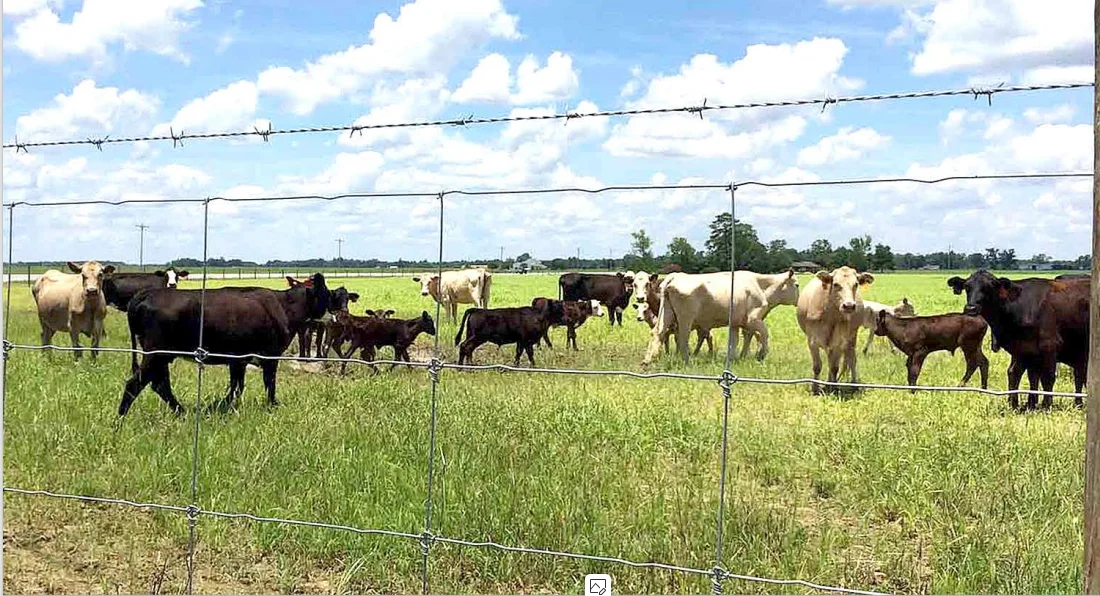 Heavy-Duty Hot-Dip Galvanized Cattle Fence for Livestock and Farm Use ...