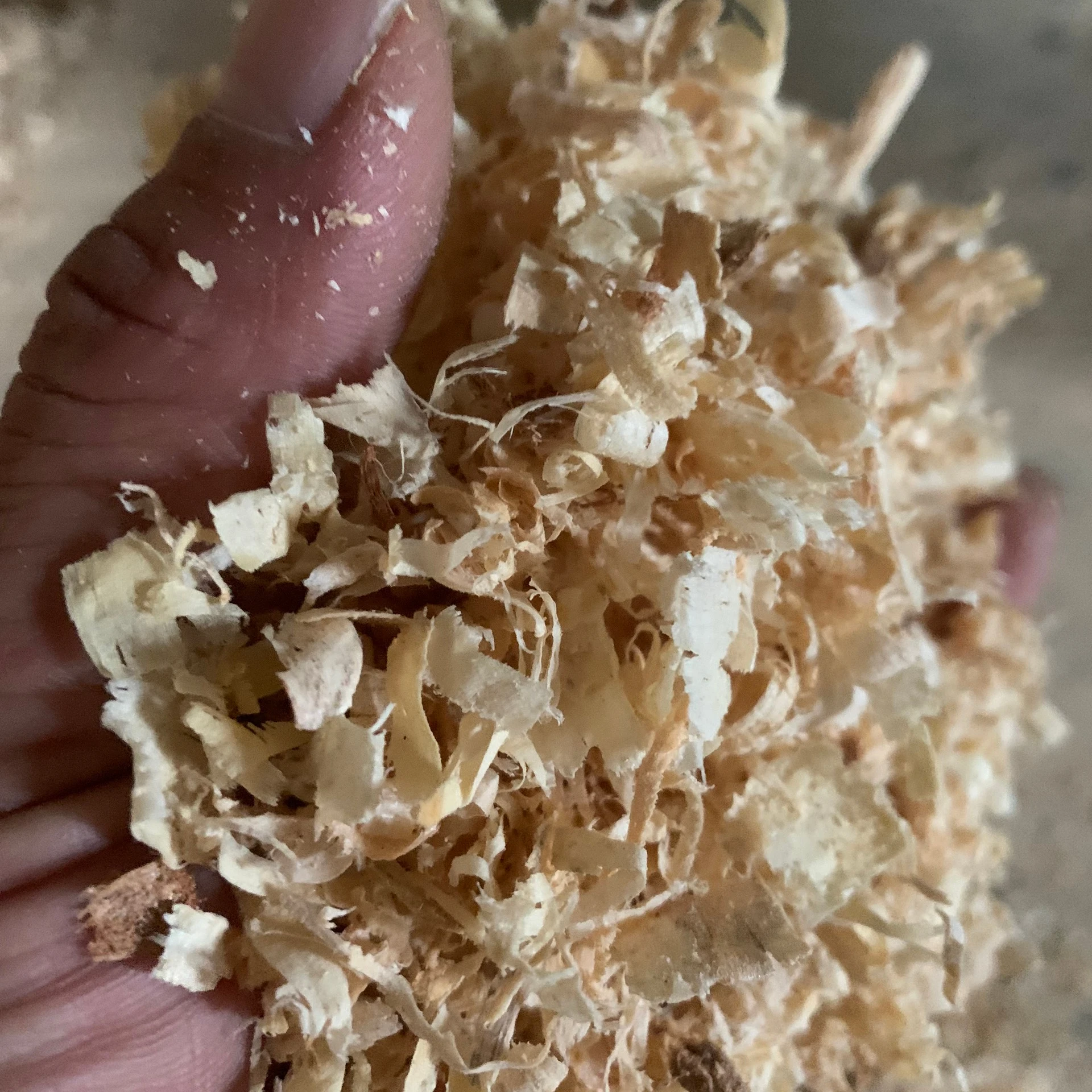 PINE WOOD SHAVING SOFT WOOD SHAVING MIX SAWDUST LIGHT SOFT WOOD SHAVING ...