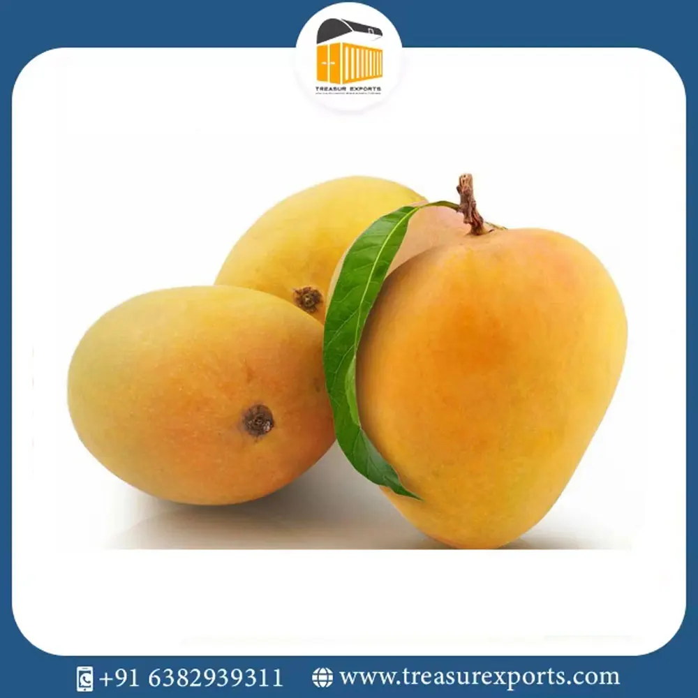 Direct Factory Supplier Mango 100 % Fresh Quality Natural Mango From ...