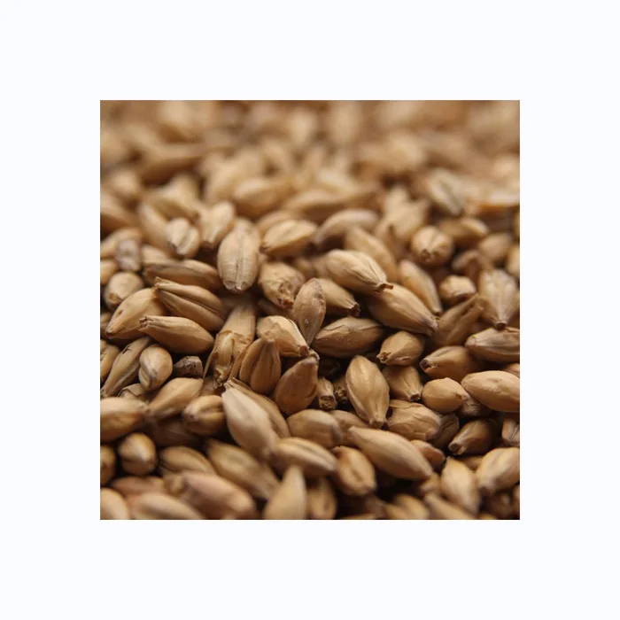 Bulk Malted Barley, Barley Grain Ready for Export| Alibaba.com