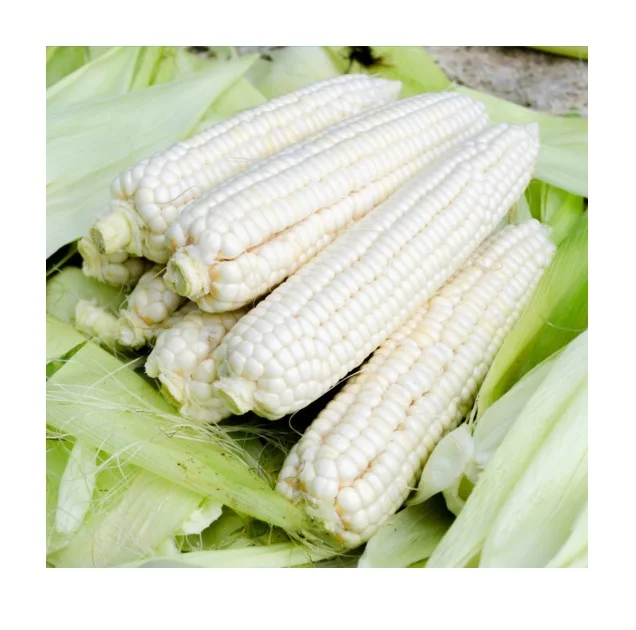 Fresh Yellow Corn/ White Corn Bulk Dried Corn| Alibaba.com