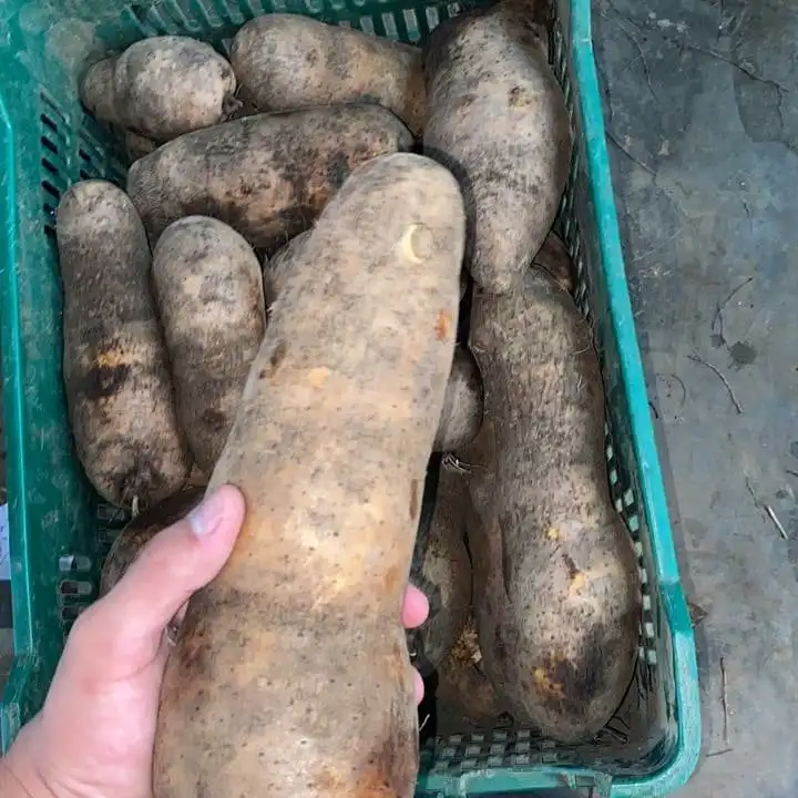 Fresh Natural White Yams For Sale From Europe - Buy Fresh Natural White ...
