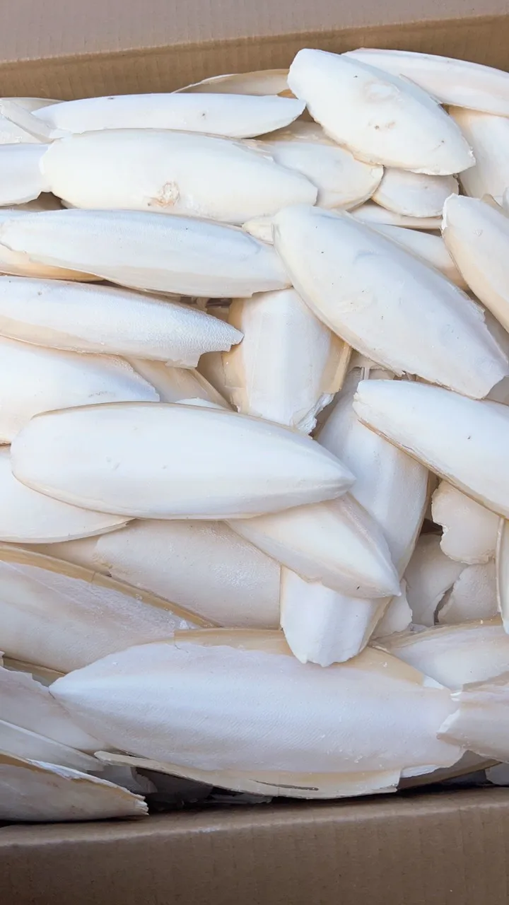 Cuttlebone Animal Feed| Squid Shell | Cuttlefish Bones - Products for ...