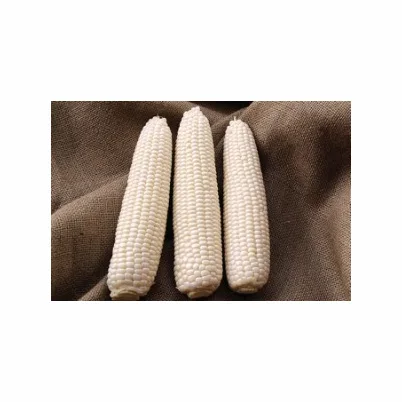 White Corn Non-gmo (white Maize),White Corn Maize Suppliers,Exporters ...