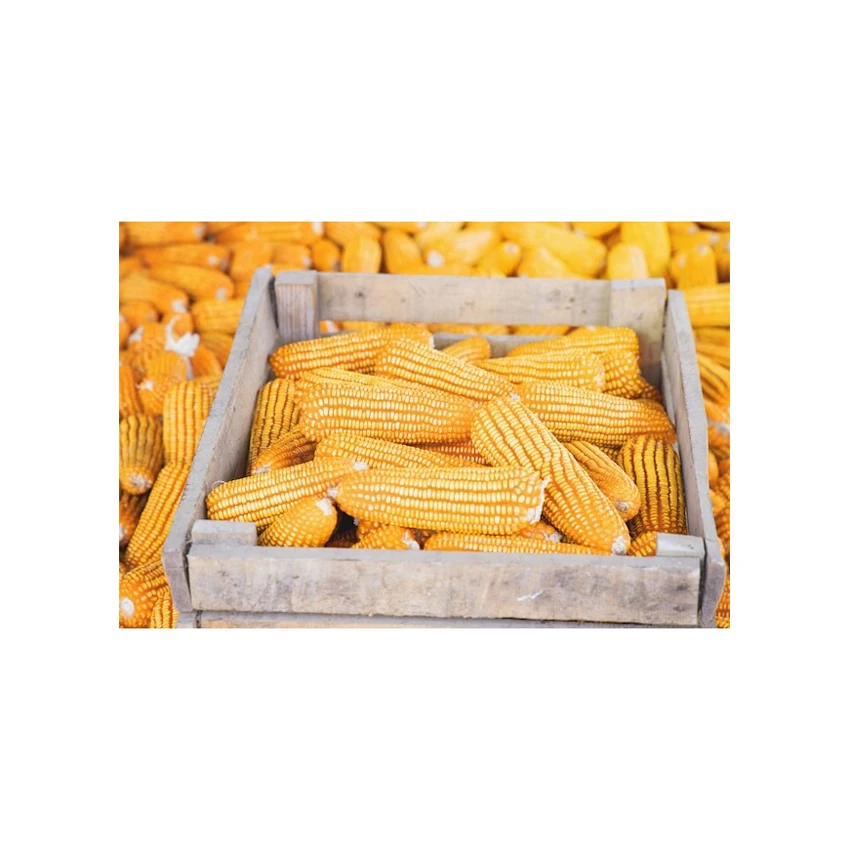 Wholesale Canadian Sweet Yellow Corn For Animal Feed And Human ...