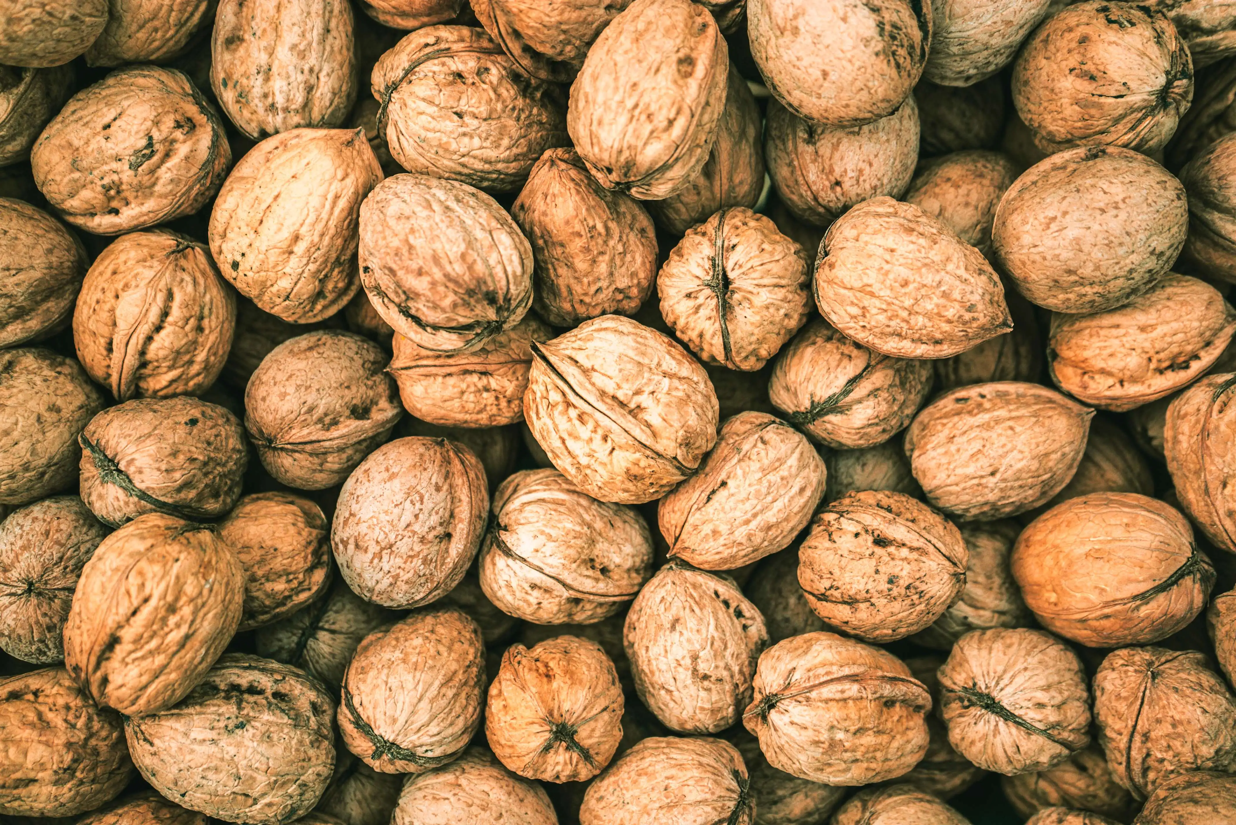 100% Organic Bulk Nuts Wholesale Premium Walnut In Shell Dry Fruits ...