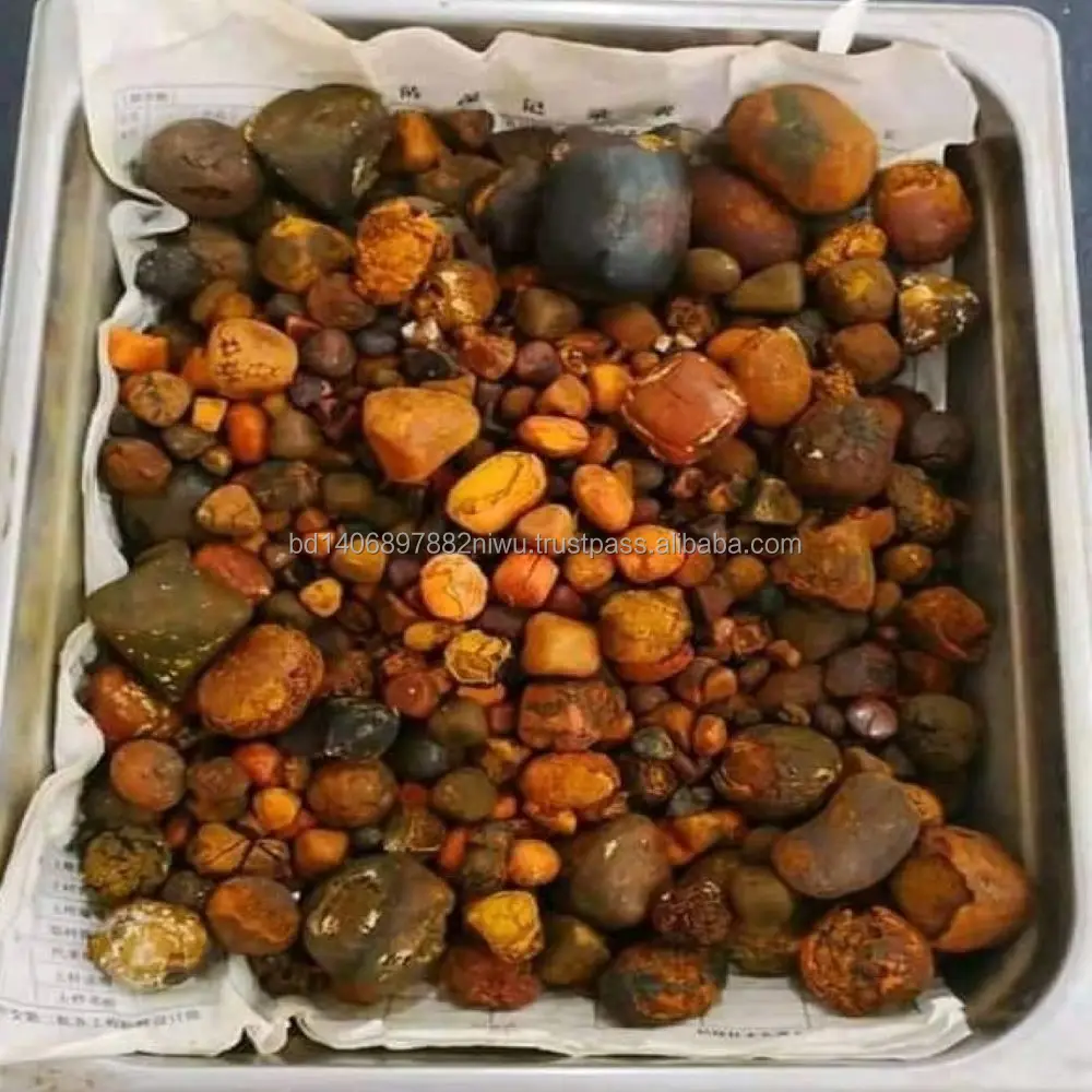100% Whole And Broken Ratio Ox/cow Gallstone In Stock Obtained From ...