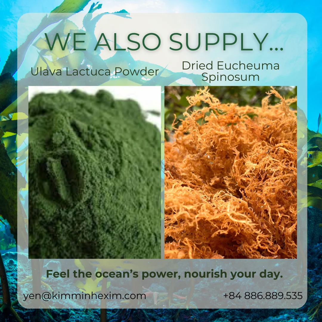 Vietnam Origin Premium Dried Sea Lettuce (ulva Lactuca) - Best Price