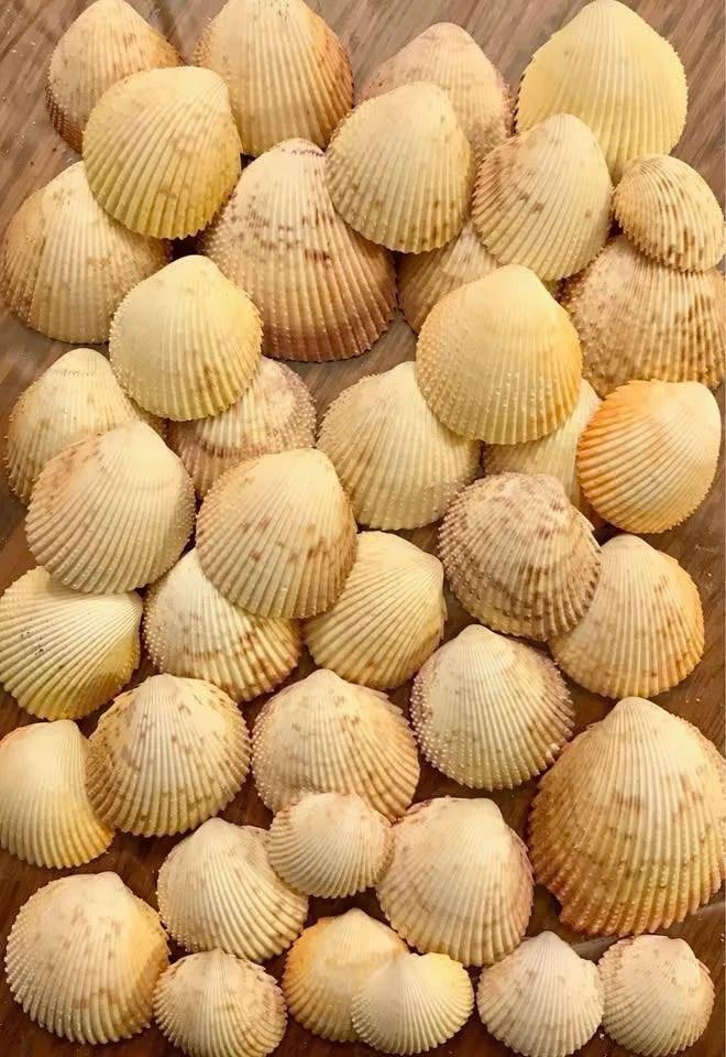 Decorative scallop shells with natural texture for craft shops ...
