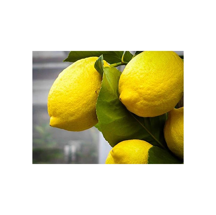 Fresh Eureka Adalia Verna Lemons And Valencia Navel Oranges Exporters ...