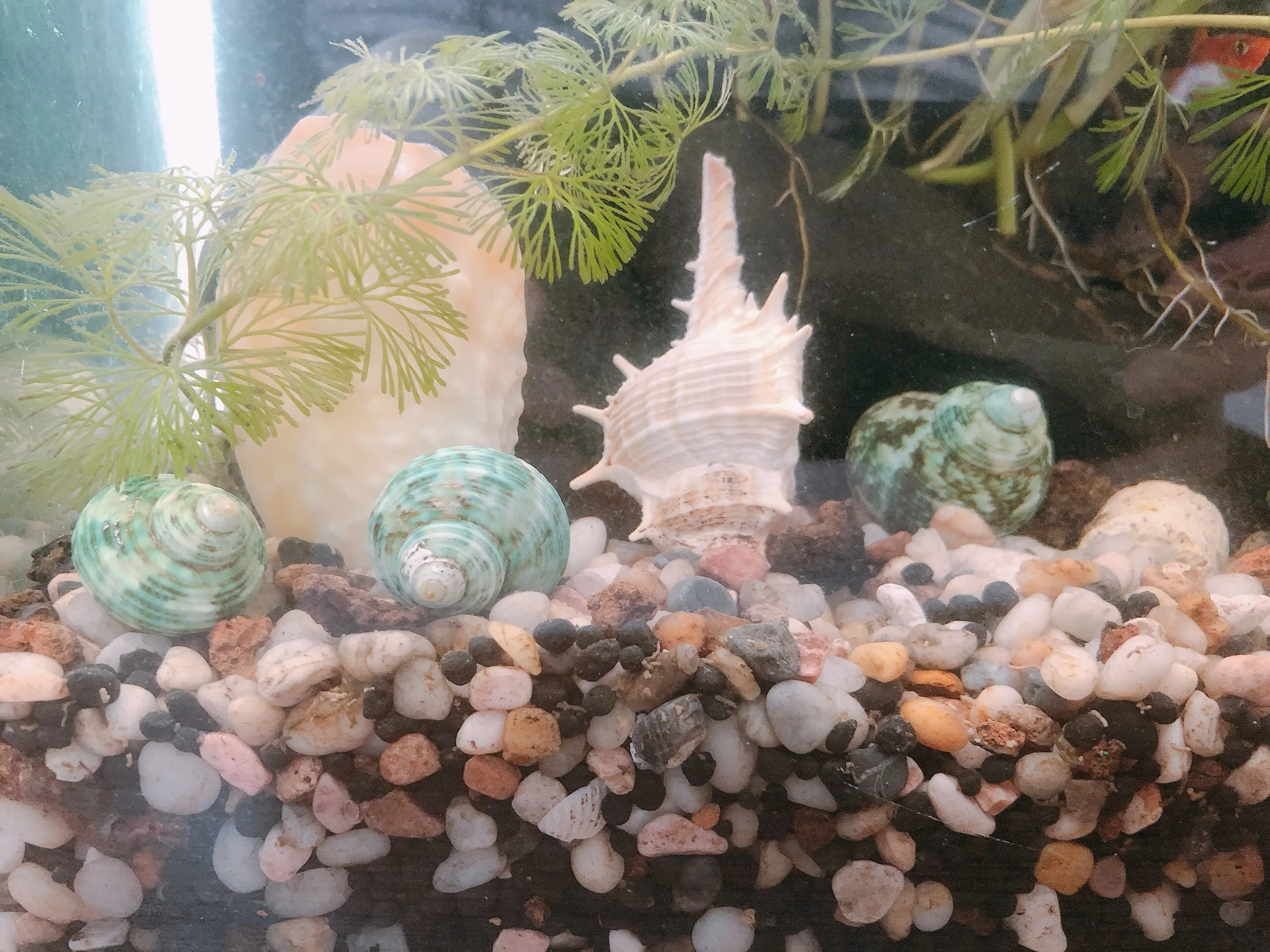 Home and Foods Decoration Craft Seashell Polished Natural Sea Shell Tom ...