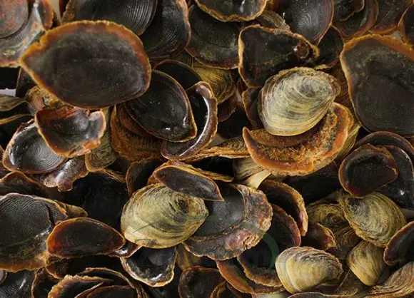 Promotional Murex Operculum Seashells / Gastropods Operculum Shells ...