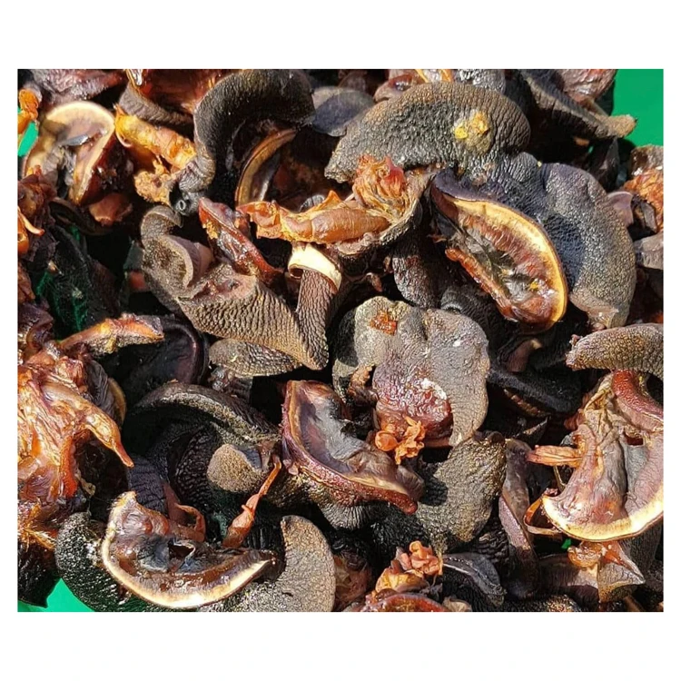 Fresh African Giant Snail/dried Snail Exporters - High Quality Edible ...