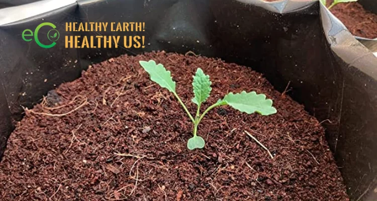 Compressed Coco Peat Block/ Coco Peat Block Press Natural And Biodegradable/ 5kgs Block Coco ...