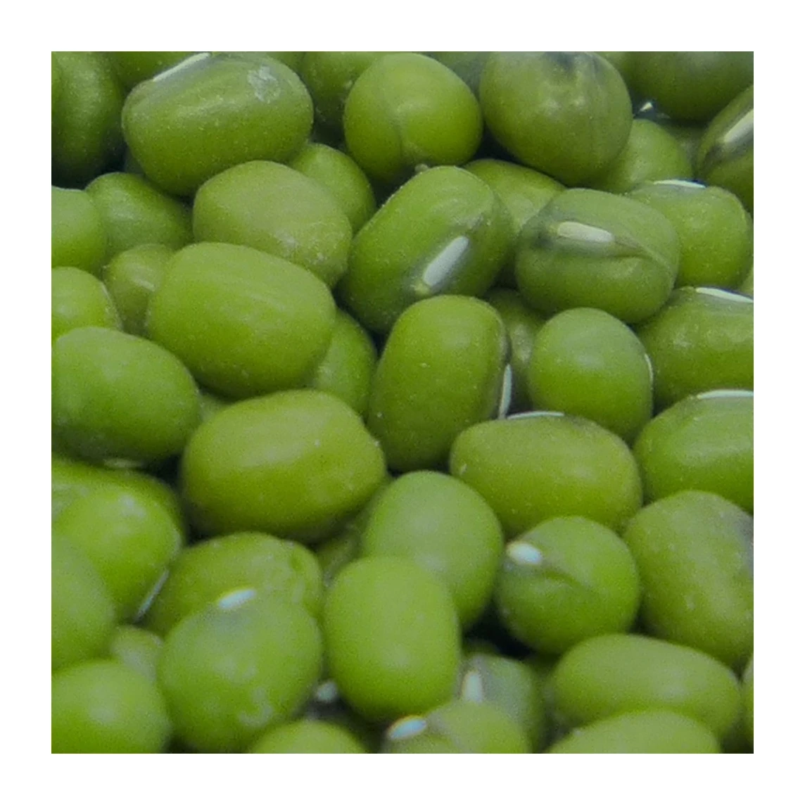 Top Quality Dried Whole Pigeon Peas Wholesale Hot Selling Best Price ...