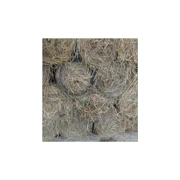 Wholesale Dried Raw Paddy Straw - Haverst Leftover Residue Paddy Rice ...