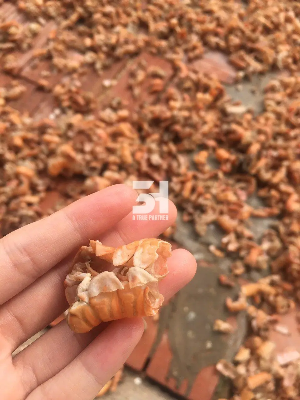 Vietnamese Product Shrimp Shell For Animal Feed Shrimp Shell With ...