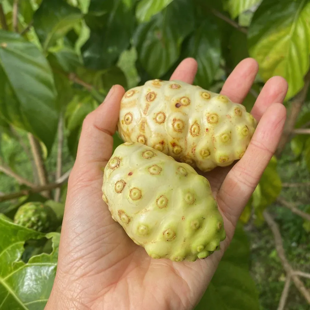 Morinda Citrifolia Bulk - Frozen Noni with Extra Enzymes