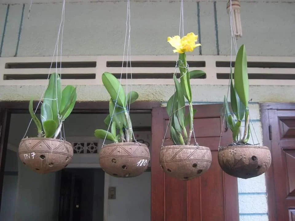 Eco-friendly Coconut Shell Flower Pots - Handicraft from Vietnam