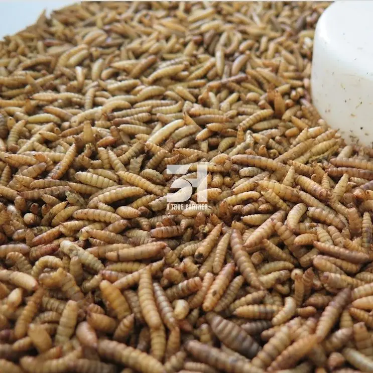 Factory Supply Dried Black Soldier Fly Larvae With High Quality And ...