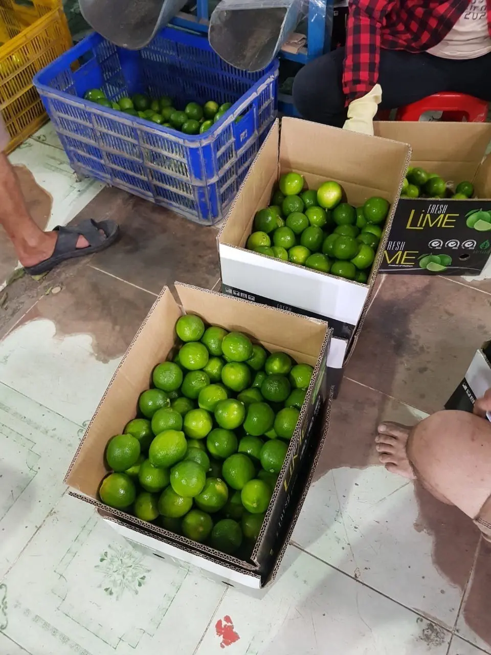 Vietnamese Green Lemons Are Seedless,Succulent,Guaranteed Quality - Buy ...