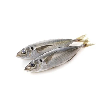Frozen Trachurus Japonicus Frozen Horse Mackerel Fish Whole Round ...