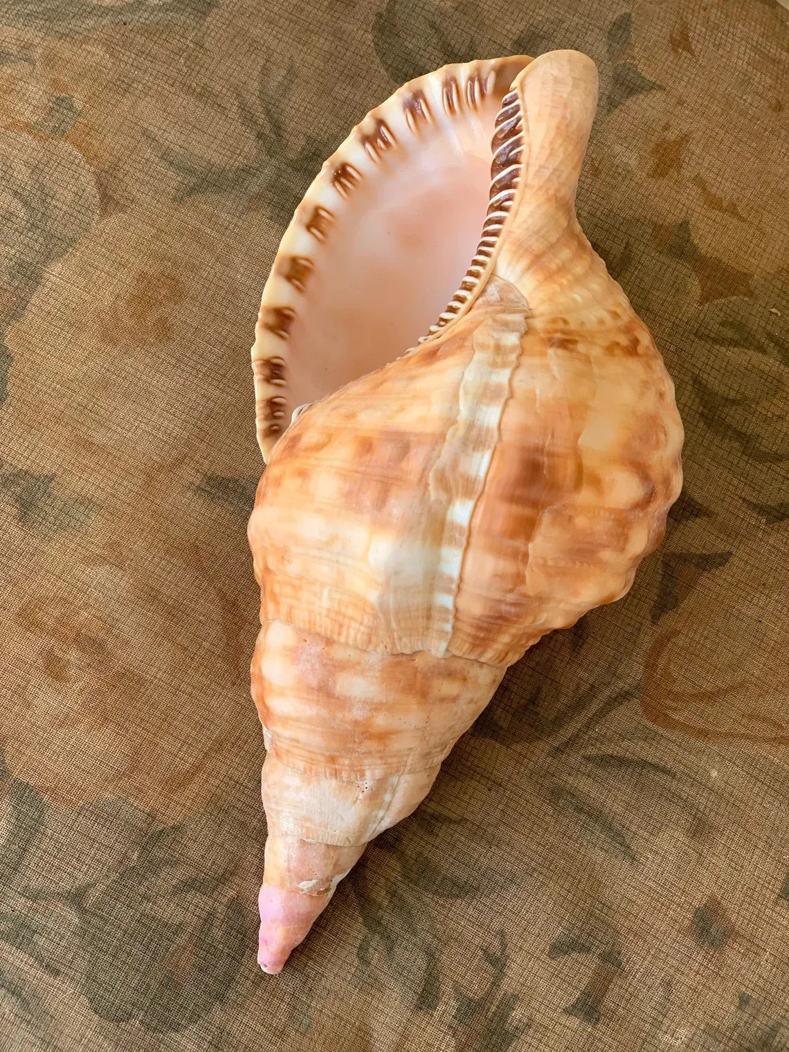 Large Size Trumpet Seashells Triton Seashell Conch Shells Natural Sea ...