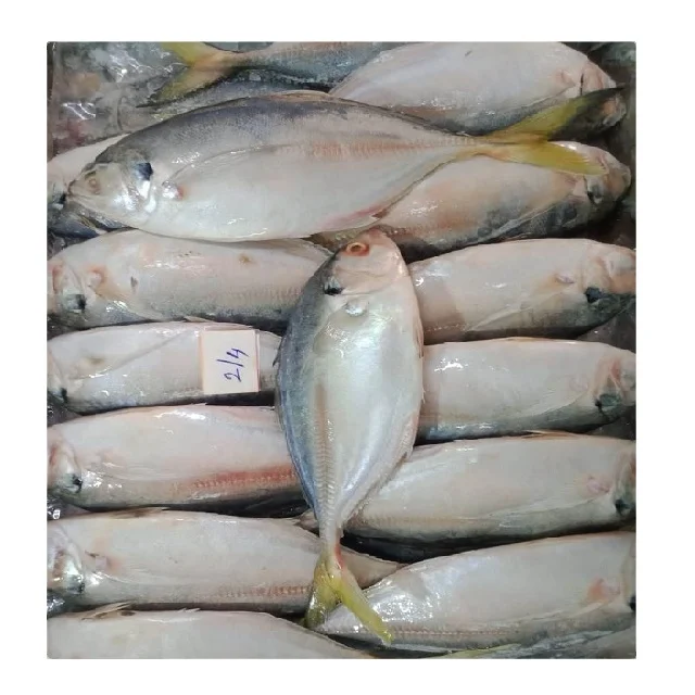 Frozen Yellowtail Scad Fish Whole Round Good Quality Indian Origin ...
