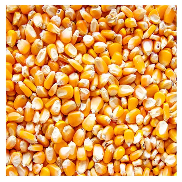 Yellow Corn White Maize For Human Animal Feed Sweet Corn Price ...